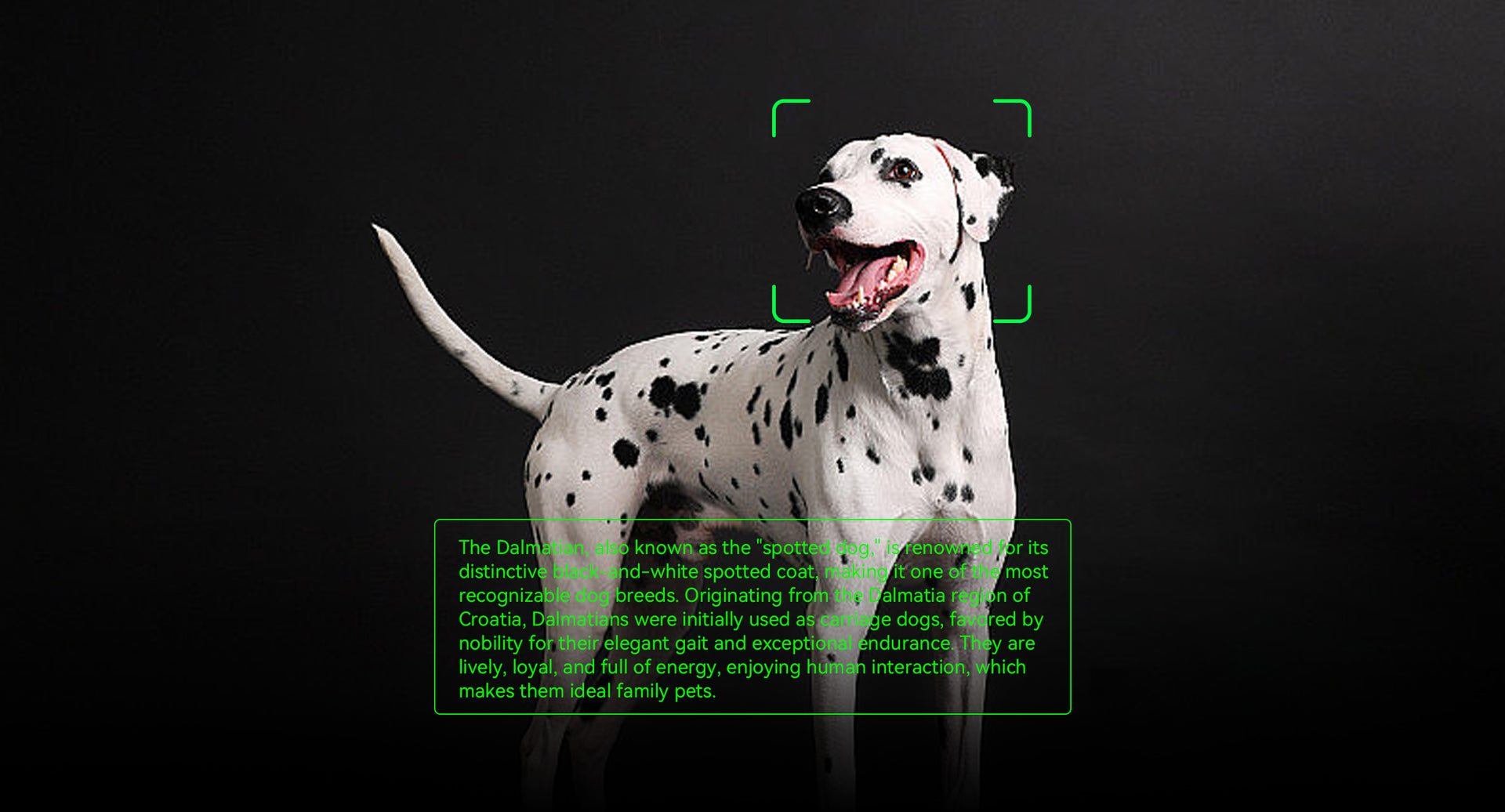 Real-Time Translation Glasses | AI-Powered Smart Glasses - Rokid